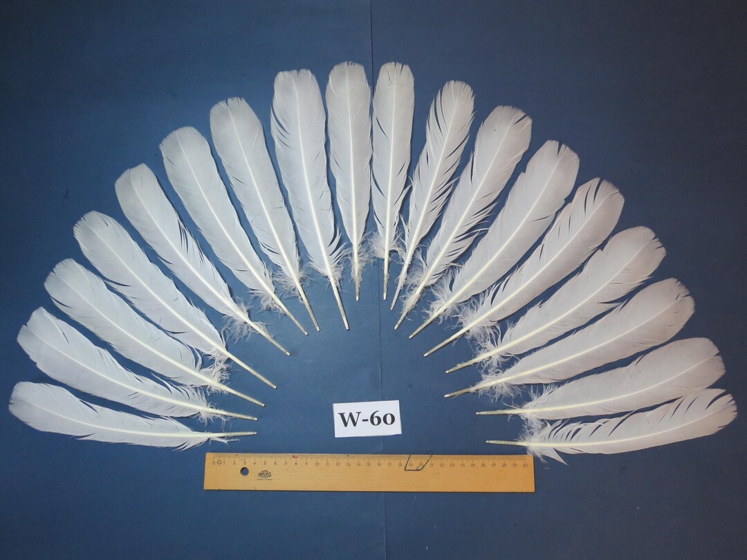 18 Pcs White Turkey Feathers, Small Size Tails, Fly Tying Material, fib ...