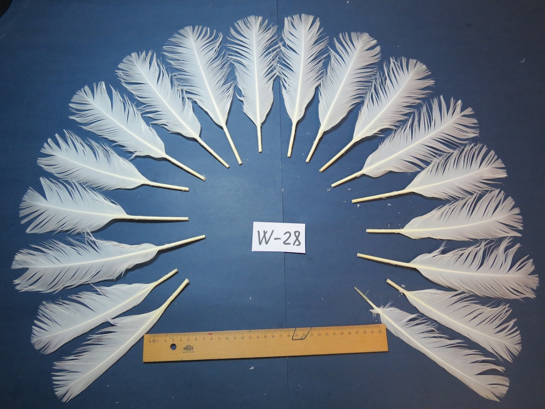 18 Pcs. White Turkey Feathers, Washed Tail Feathers, Natural Feathers ...