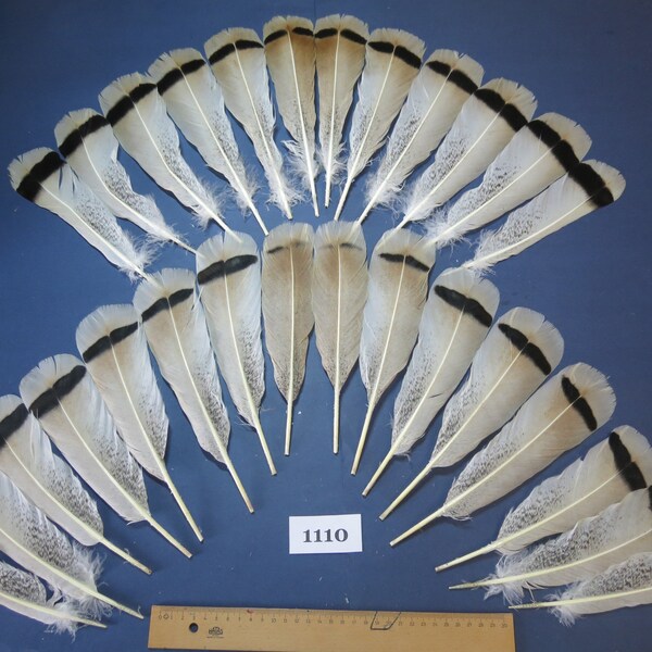 Wild Turkey Feathers - Etsy