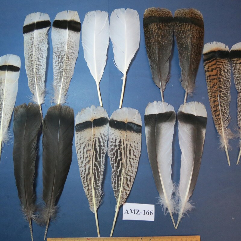 Wild Turkey Feathers - Etsy