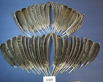 Turkey Tail Feathers Svg - Etsy