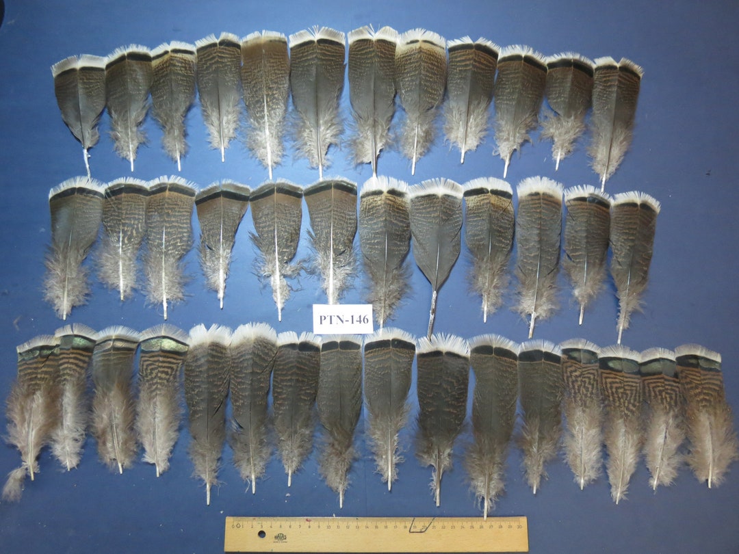 40 Pcs. Turkey Feathers, Tail Feathers, Real Feathers, Rare Feathers ...