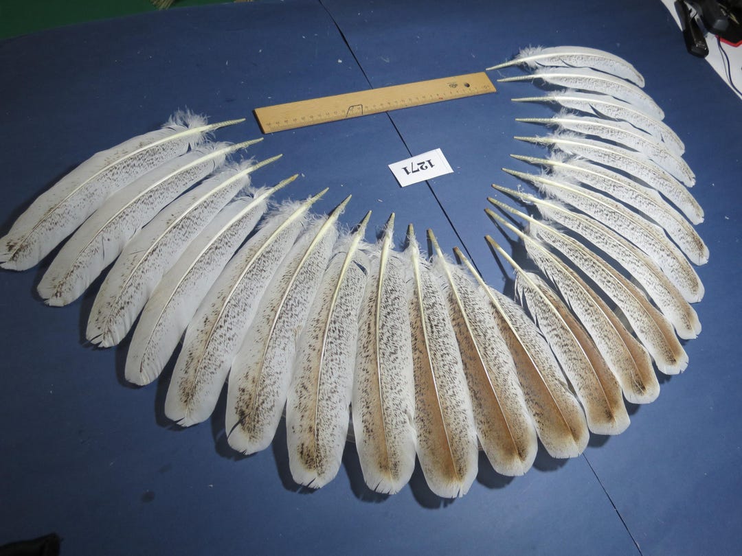 22 Pcs. Turkey Wing Feathers, Fly Tying Materials, Rare Feathers ...