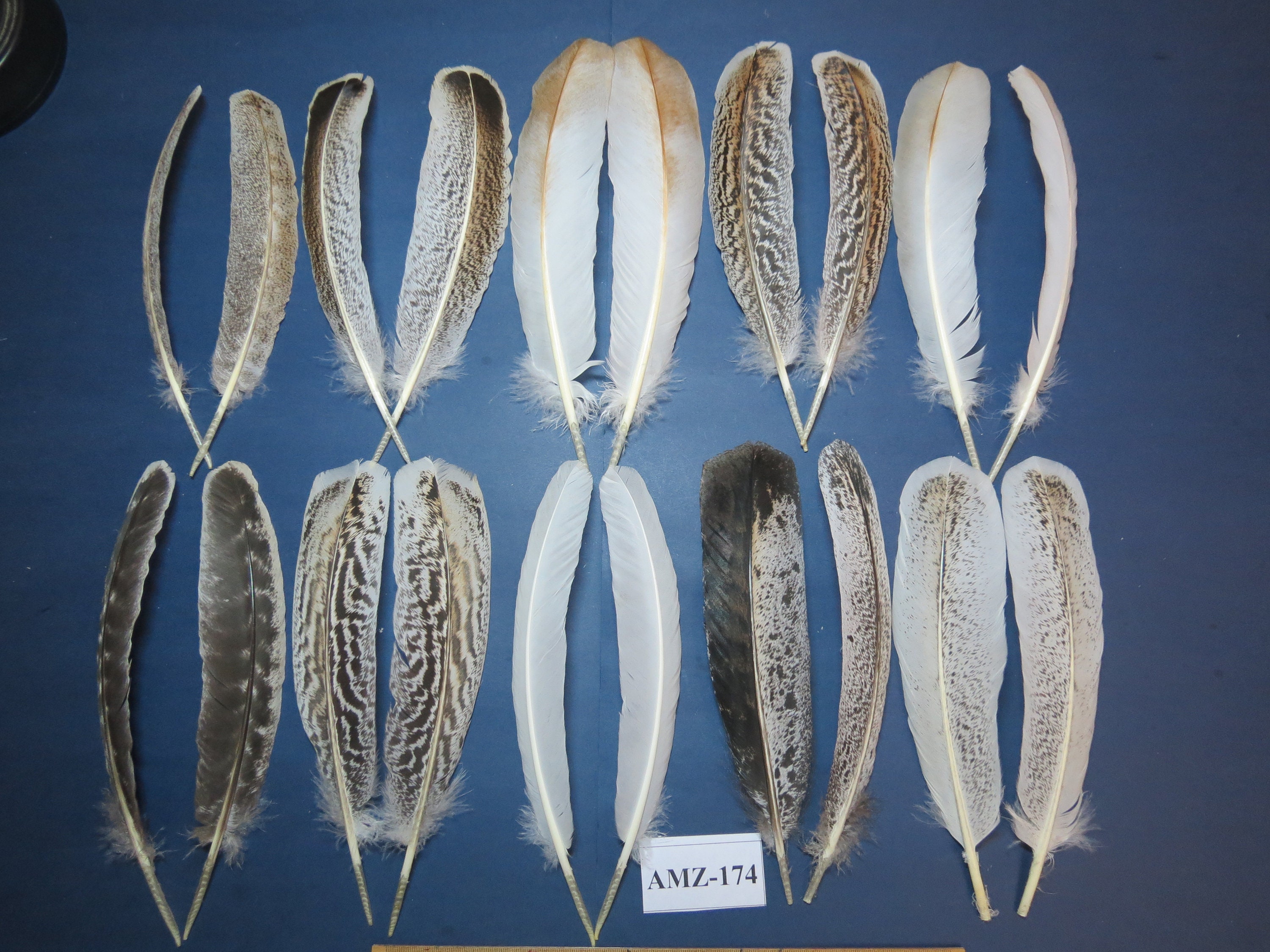 10 Pairs of Turkey Wing Feathers, Fly Tying Material, Hybrid Turkey ...
