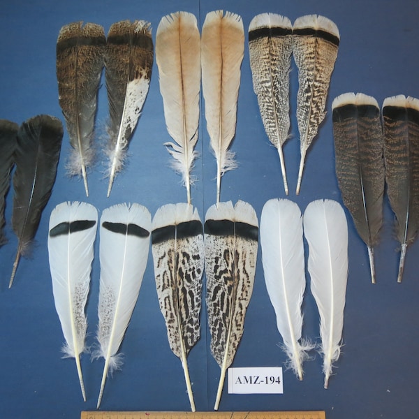 30 Pcs. Assorted Turkey Feathers, Tail Feathers, Wing Feathers, Small ...