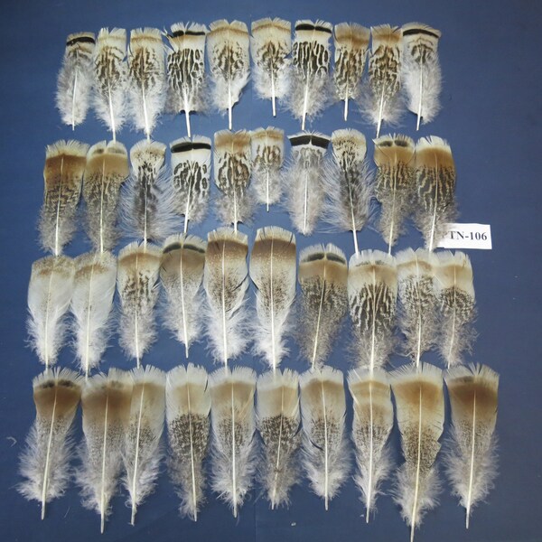 Wild Turkey Feathers - Etsy