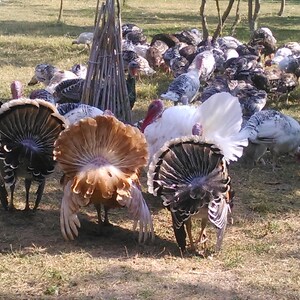 30 Pcs. Assorted Turkey Feathers, Tail Feathers, Wing Feathers, Small ...