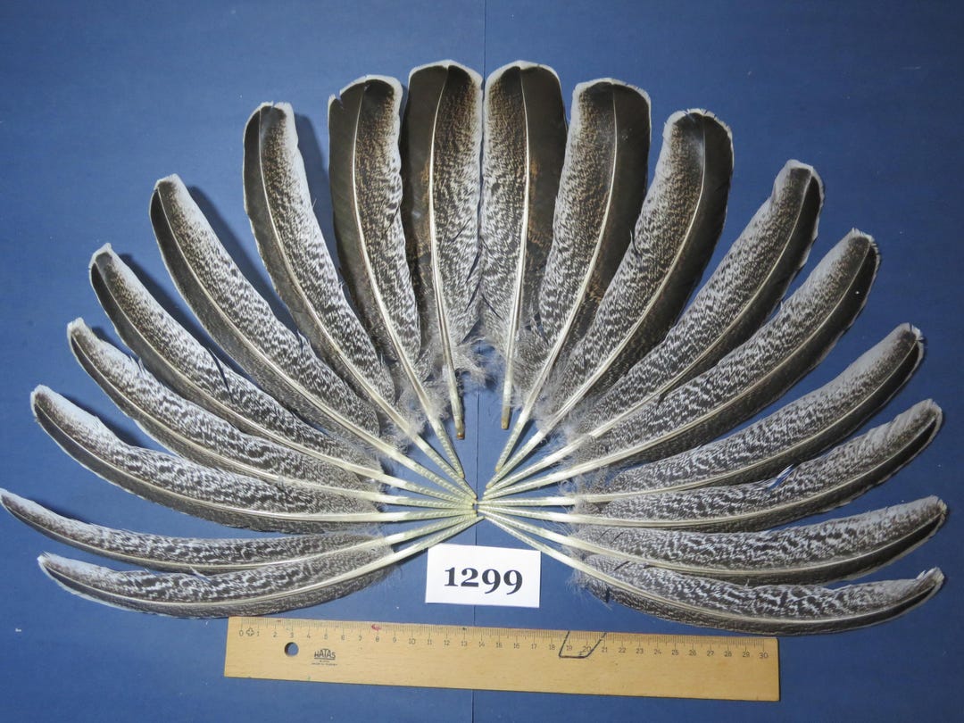18 Pcs Amazing Turkey Wing Feathers, Fly Tying Materials, Long Feathers ...