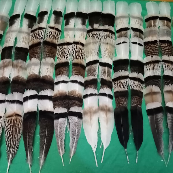 Colorful Feathers - Etsy