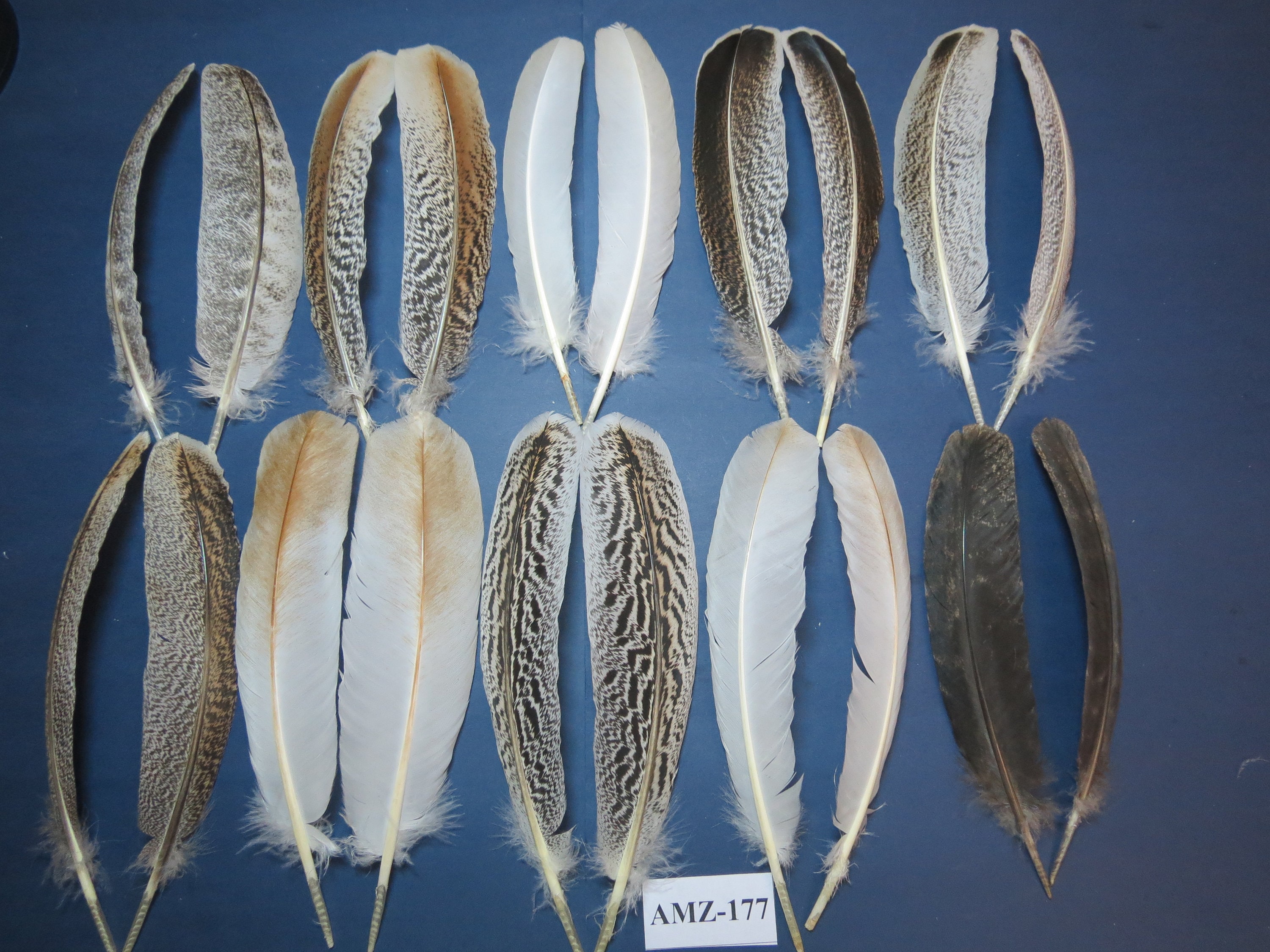 10 Pairs of Turkey Wing Feathers, Fly Tying Material, Hybrid Turkey, Amazing Feathers, Arrow ...