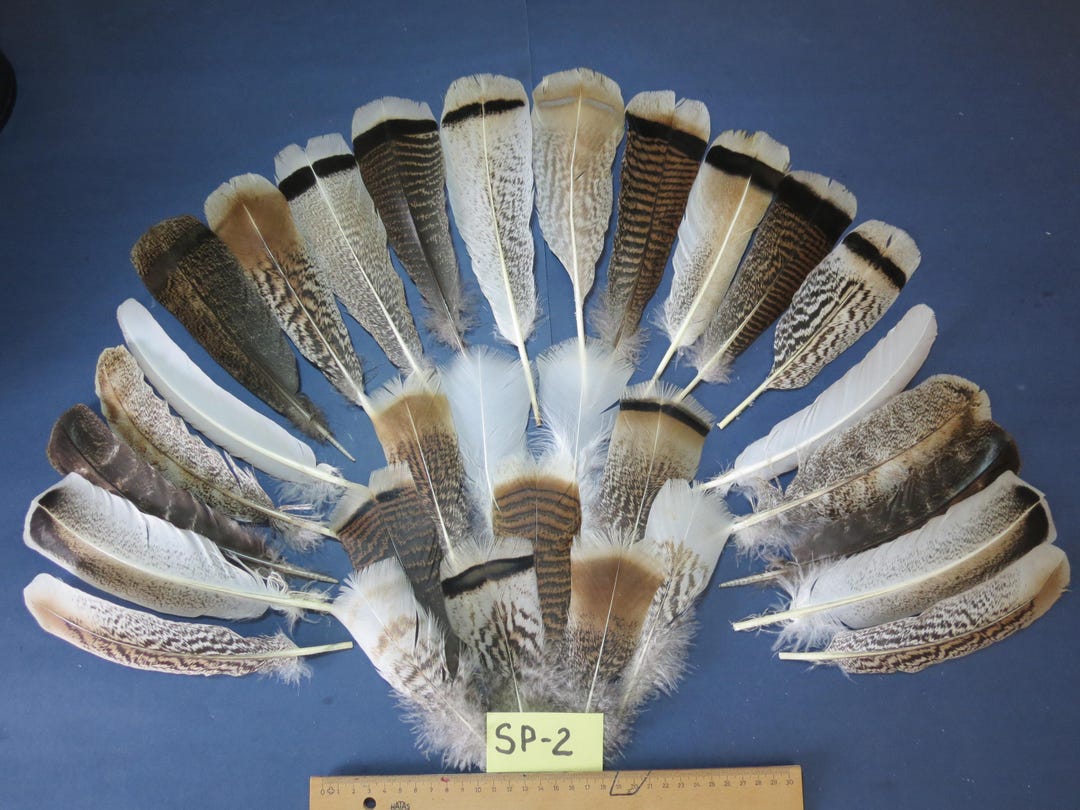 30 Pcs. Assorted Turkey Feathers, Tail Feathers, Wing Feathers, Small ...