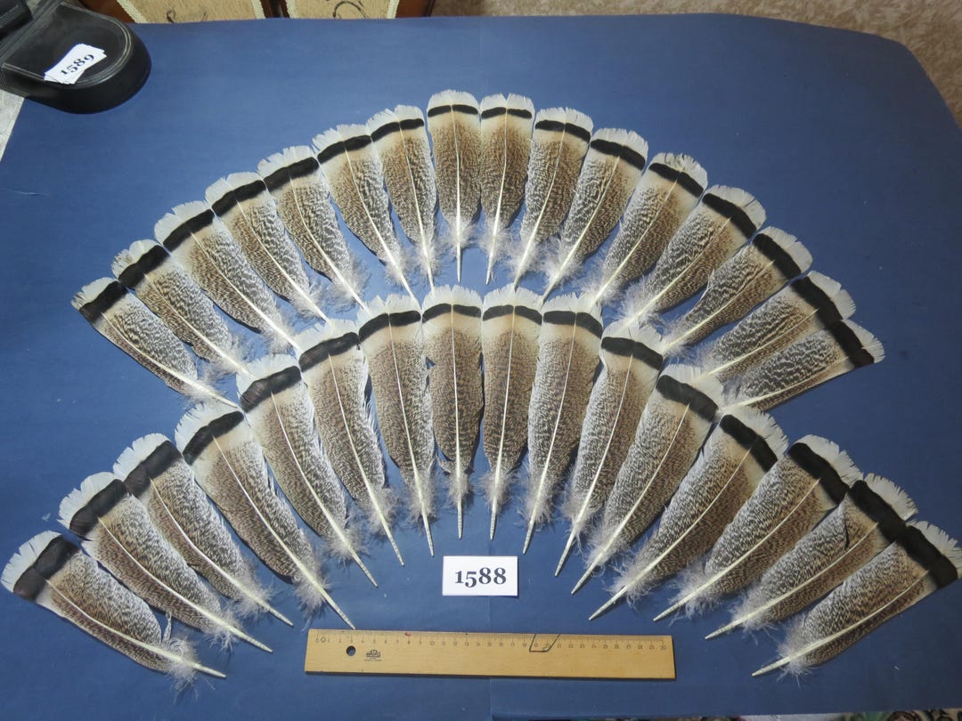 32 Pcs. Natural Turkey Tail Feathers,real Long Feathers,natural ...