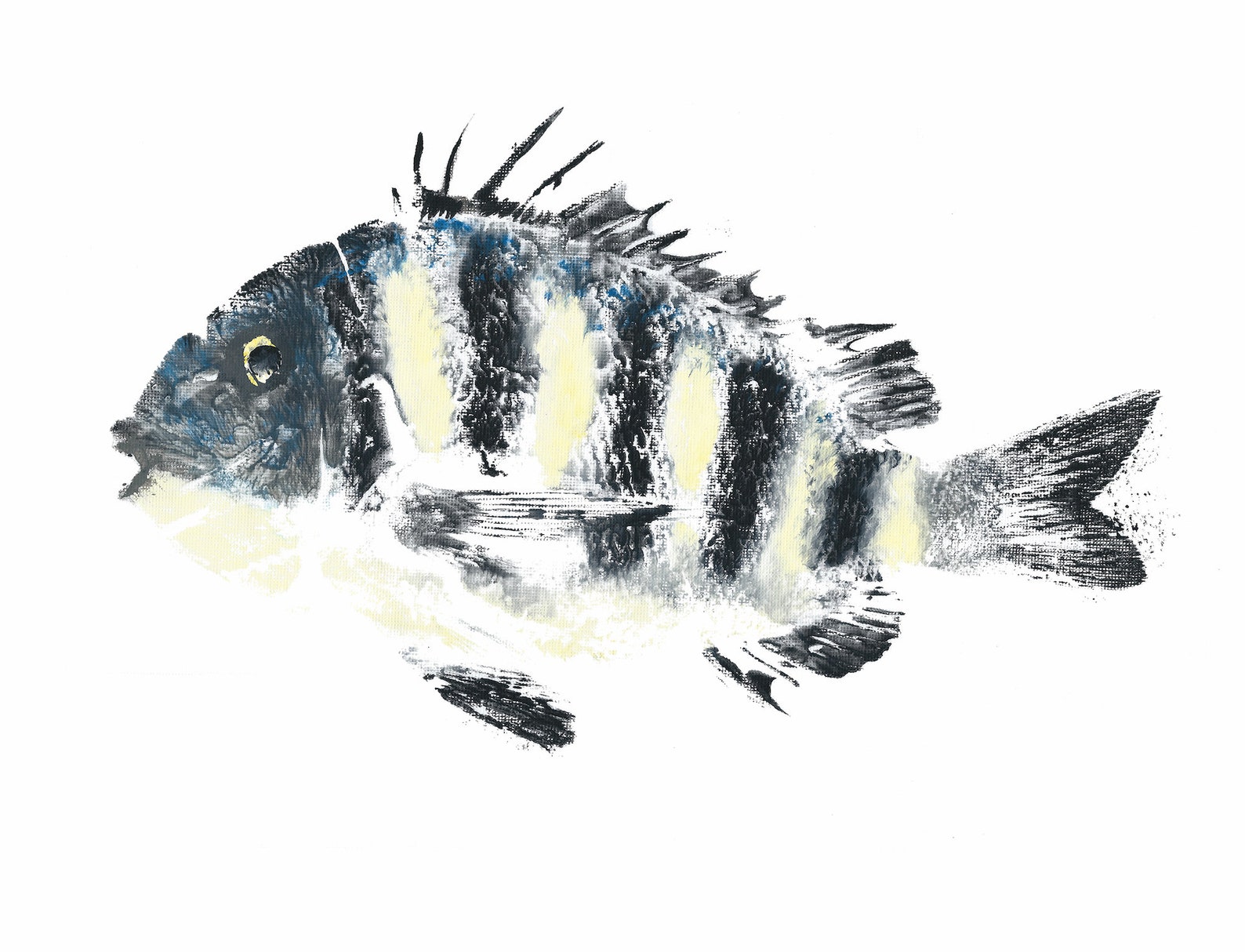 Sheepshead Fish Gyotaku Art Print | Etsy