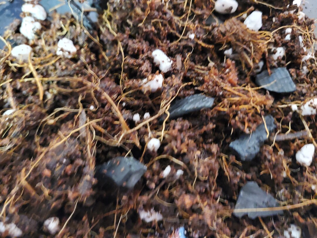 House Plant Growing Medium/ Aroid Mix, Philo Mix, Hoya Mix - Etsy