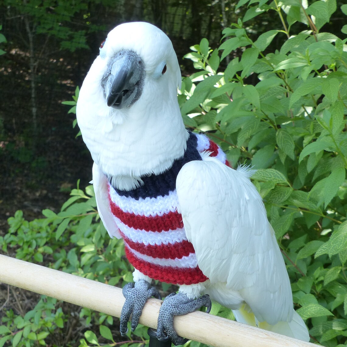 Patriotic Bird Feather Sweater Hand Knit Bird Sweater Bird | Etsy