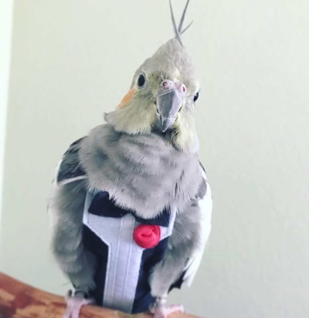 Bird Tuxedo | Bird Diaper | Bird Flightsuit | Bird Costume | Tux With ...