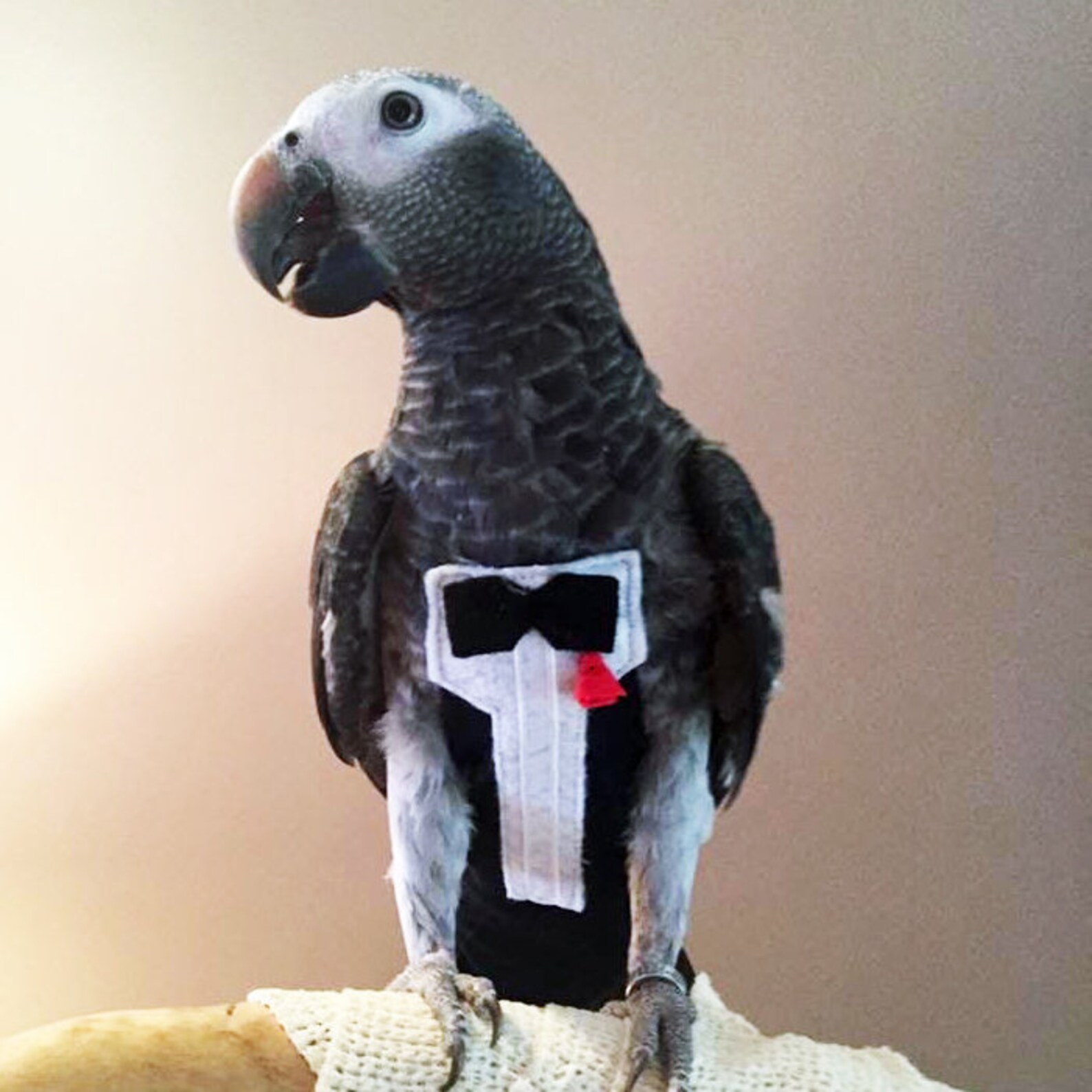 Bird Tuxedo | Bird Diaper | Bird Flightsuit | Bird Costume | Tux With ...