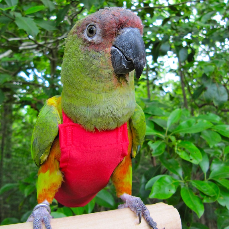 Parrot Costume - Etsy