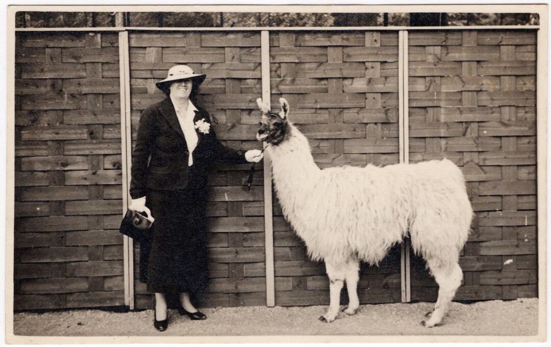 Vintage Zoo Photo 'the Lady & Llama' 1920's Zoological Photo, Llamas ...