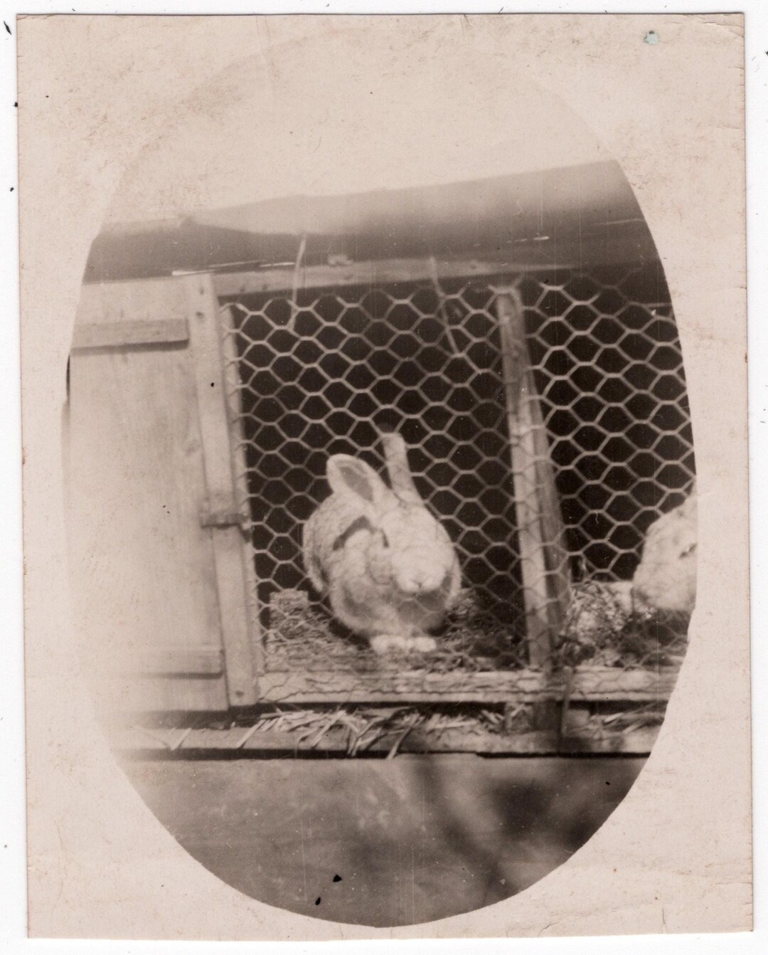 Vintage Rabbit Photo 'white Rabbits' Cute Pet Rabbit in Hutch, Rabbits ...