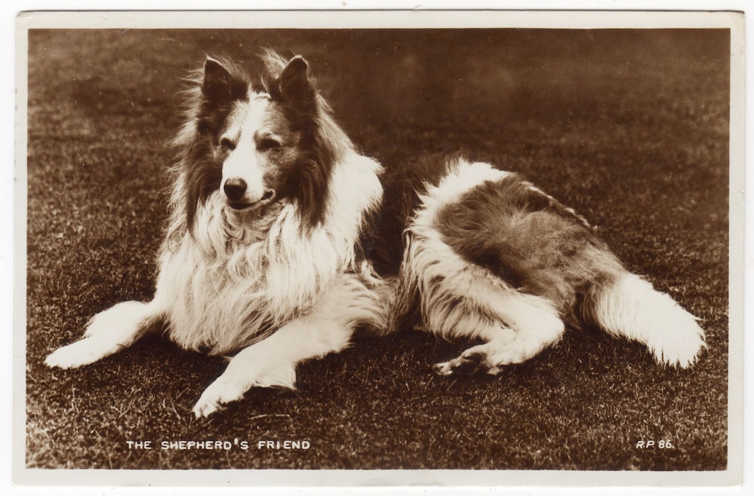 1950's Photo 'the Shepherd's Friend' Border Collie, Dogs, Pet Photo ...