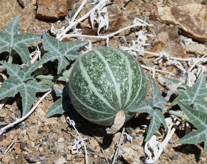 Coyote Gourd 10 SEEDS | Edible Desert Pumpkin Fruit | Cucurbita ...