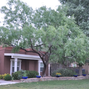 Special Screwbean Mesquite 10 Seeds Xeriscape Drought Resistant Desert ...