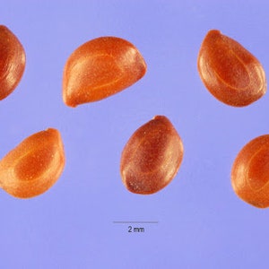 Special Screwbean Mesquite 10 Seeds Xeriscape Drought Resistant Desert ...