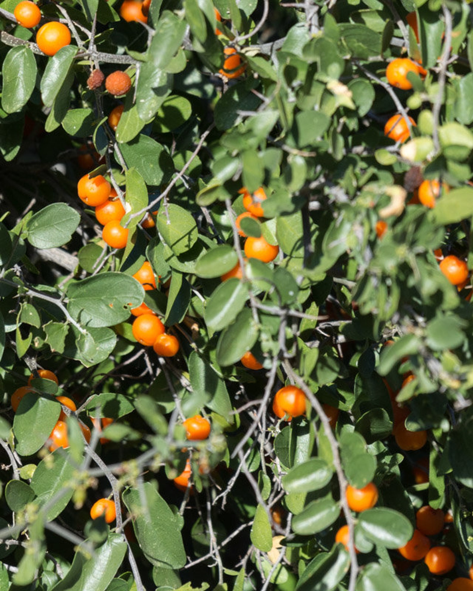 Desert Hackberry 10 Seeds Southwest Desert Fruit Tree / - Etsy