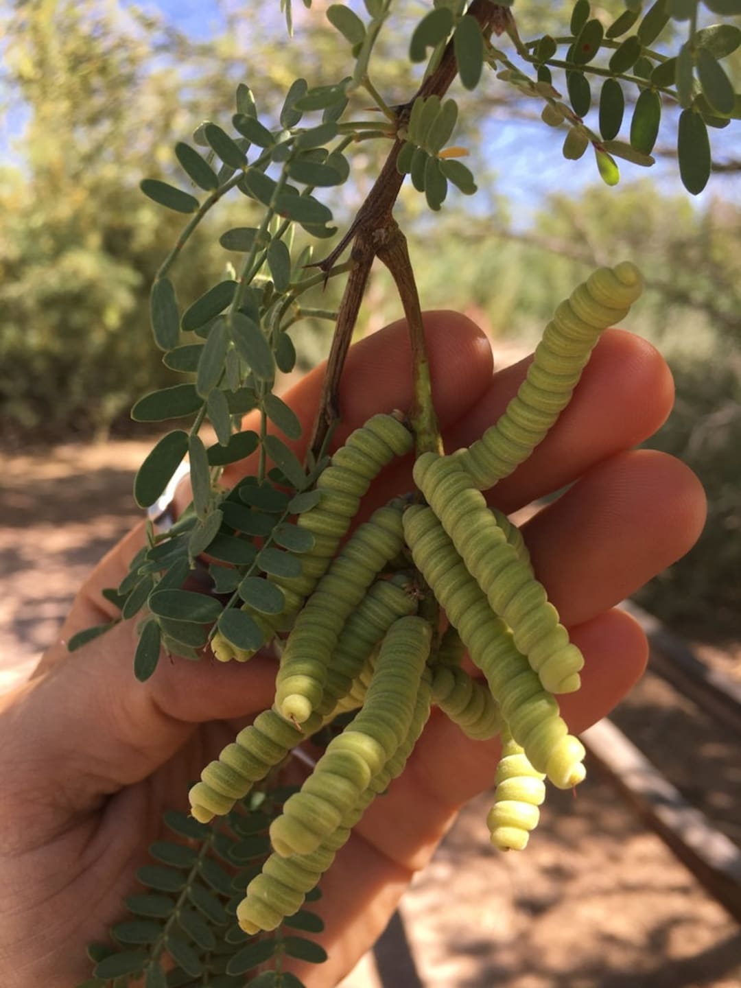 Special Screwbean Mesquite 10 Seeds Xeriscape Drought Resistant Desert ...
