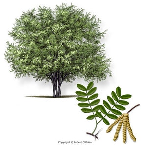 Special Screwbean Mesquite 10 Seeds Xeriscape Drought Resistant Desert ...