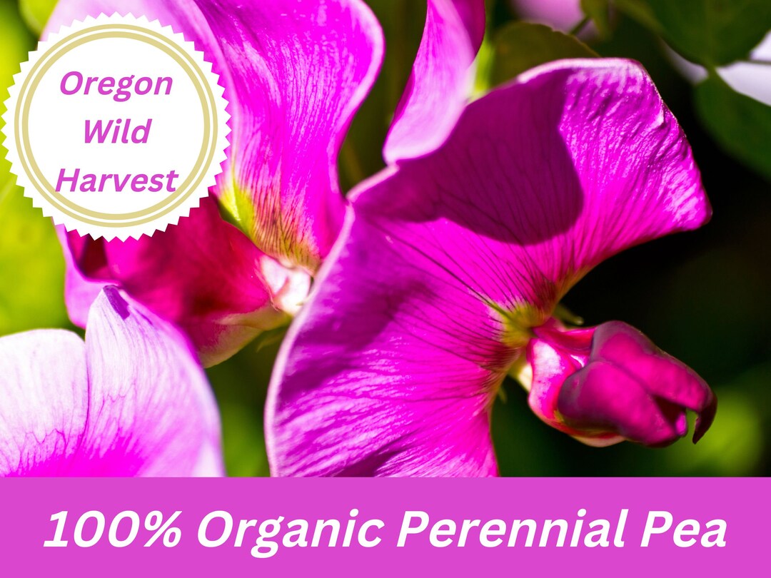 Everlasting Peavine 10-20 Seeds 100 % Organic NON-GMO Lathyrus ...