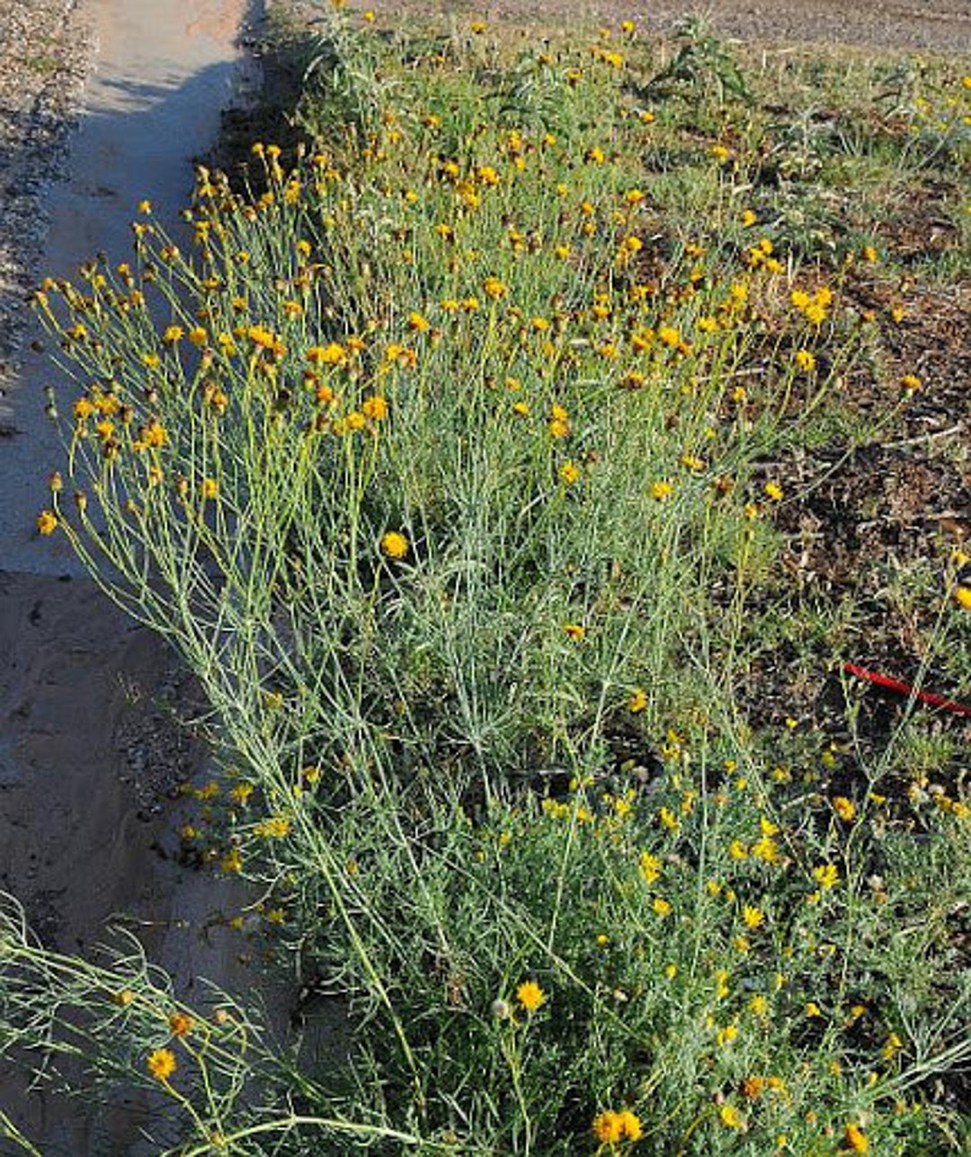 Navajo Tea Seeds Thelesperma Filifolium Perennial Wildflower for ...