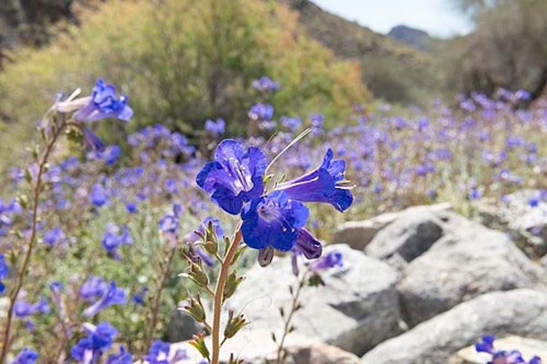 Desert Bluebell 500 Samen NON GMO 90% Keimung Phacelia - Etsy Österreich