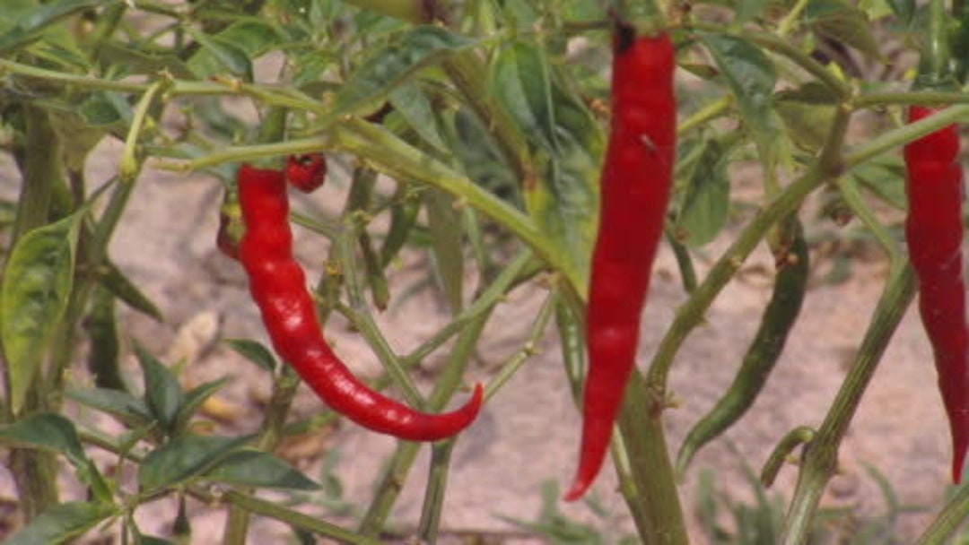 West African Hot Pepper Authentic Ghana Long Pepper Seeds African ...