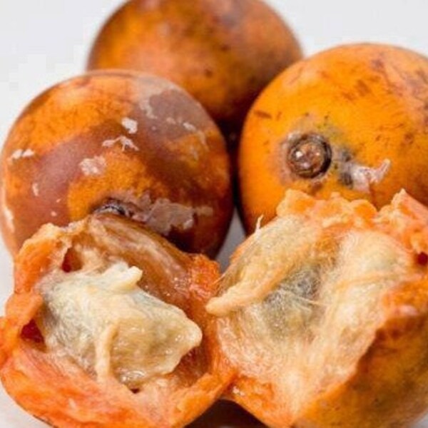 Star Fruit Plant - Etsy