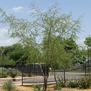 Special Screwbean Mesquite 10 Seeds Xeriscape Drought Resistant Desert ...