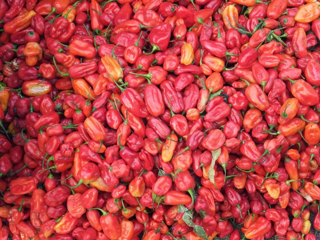 West African Hot Pepper Authentic Ghana Red Pepper Seeds African Pepper ...