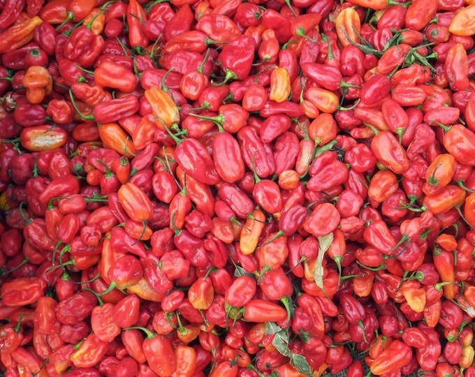 West African Hot Pepper - Authentic Ghana Red Pepper Seeds - African ...