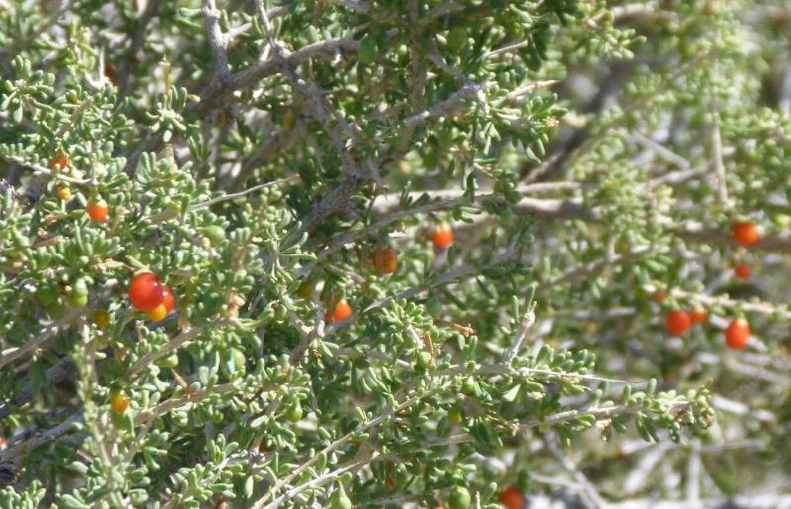 Desert Wolfberry 50 Seeds Threatened Plant Lycium Andersonii | Etsy