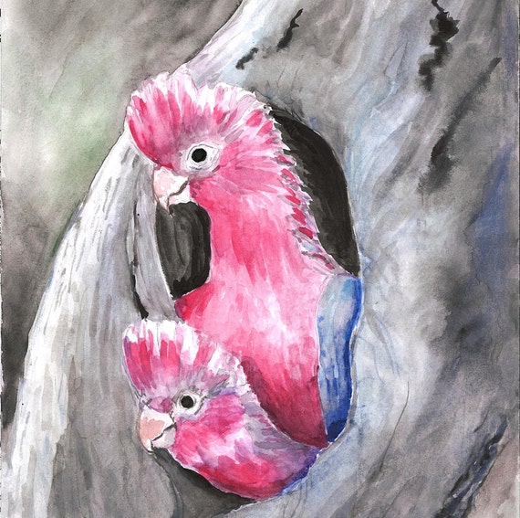 Pappagallini Rosa