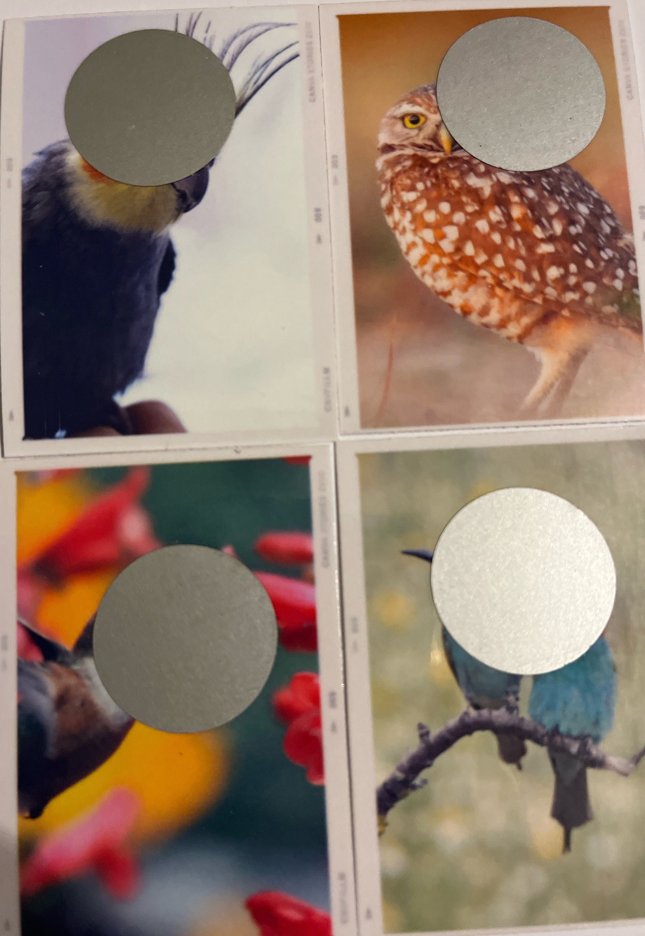 Mini Scratch off Card Set of 16 the Beauty of Birds Fun Money Saving ...