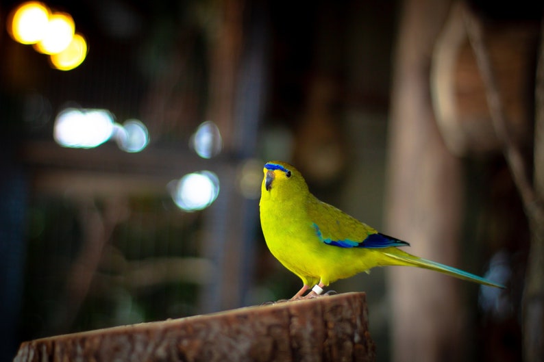 ELEGANT PARAKEET BIRD Photograph Bird Pictures Yellow Bird Photo ...