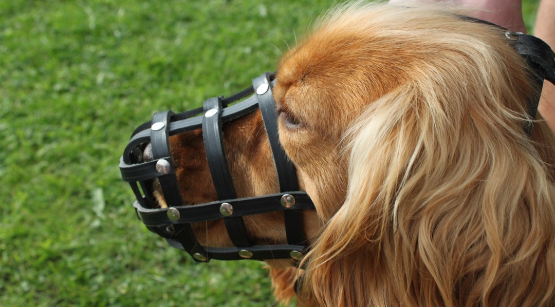 Light Leather Dog Muzzle Continental Toy Spaniel Papillon & Similar ...