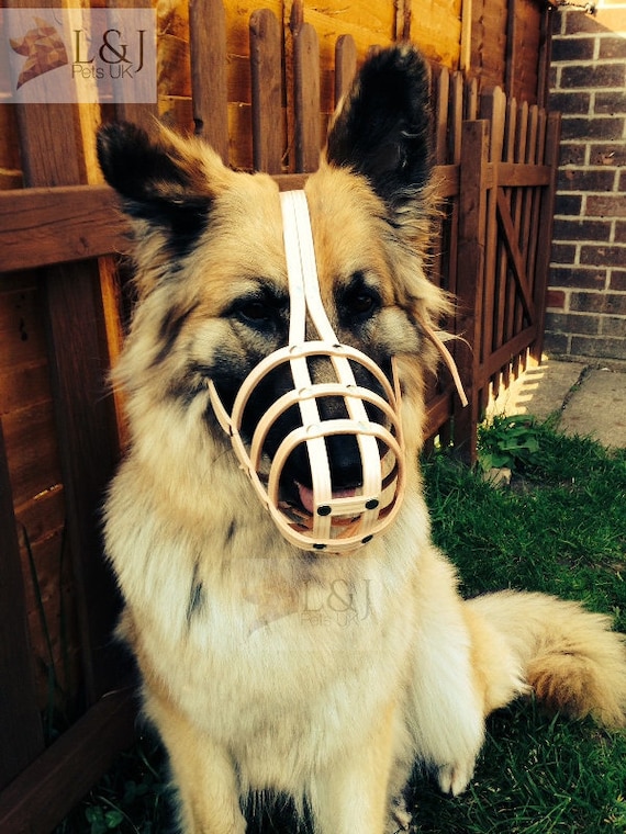 German Shepherd Puppy Snout