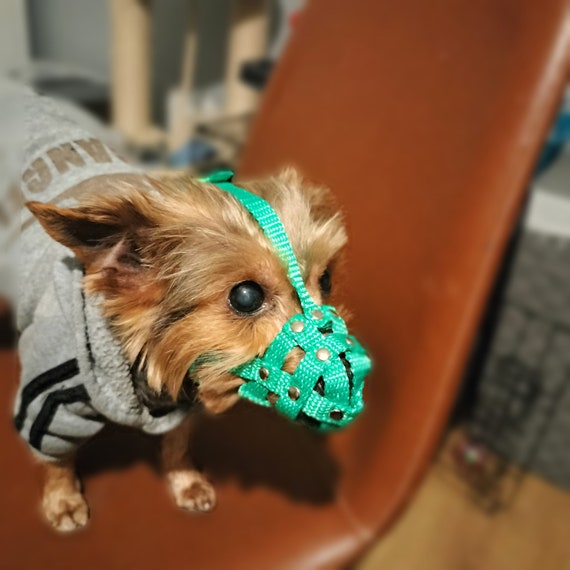 Nylon Dog Muzzle for Yorkshire Terrier Mini Pincher Chihuahua and Other Similar Snouts Strong and Stylish Multiple Bright Colours Etsy UK