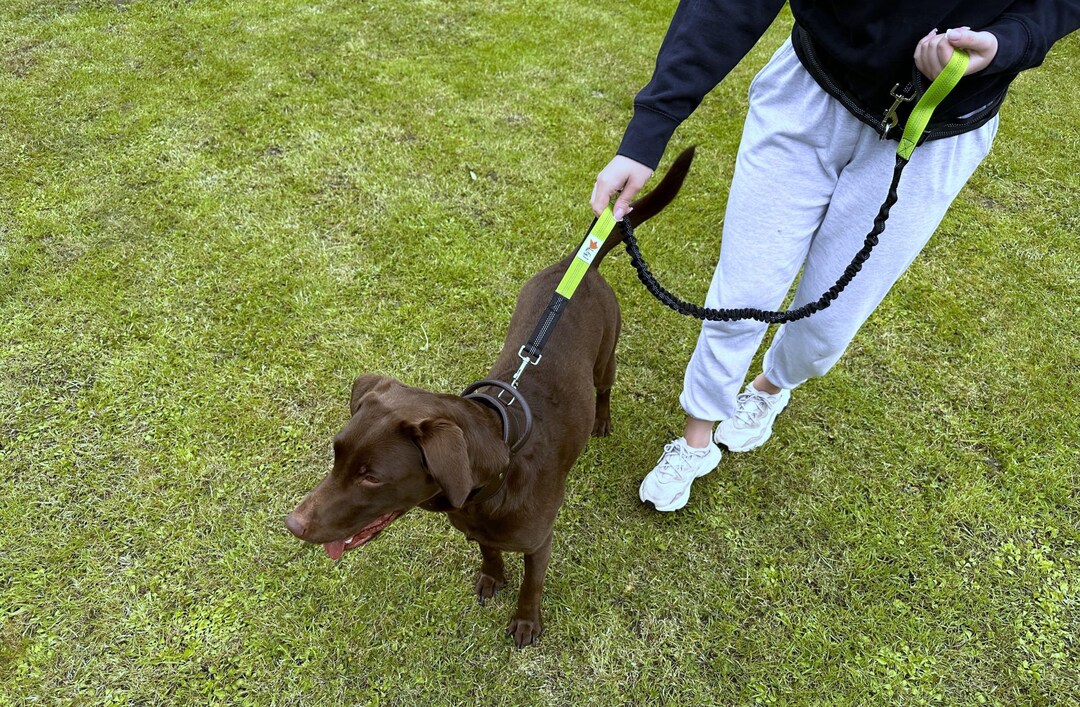 Hands Free Running Dog Lead/dual-handle Dog Leash Bungee - Reflective ...