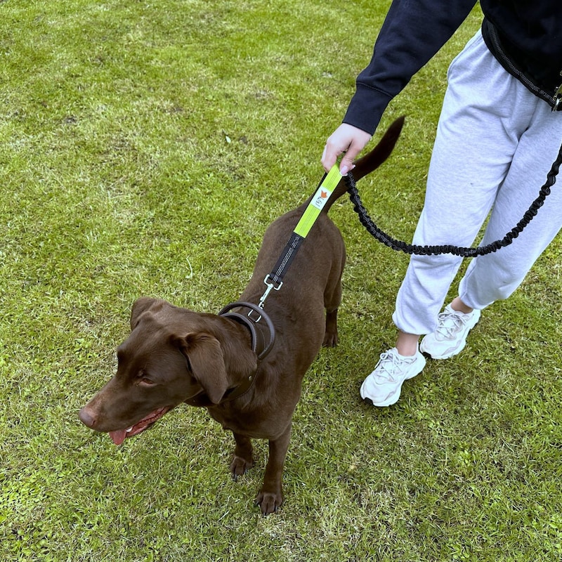 Green Dog Leashes Handsfree - Etsy UK