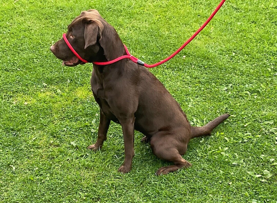 Anti Pull Lead Figure 8 Head Collar One Size Fits All Super Soft ...