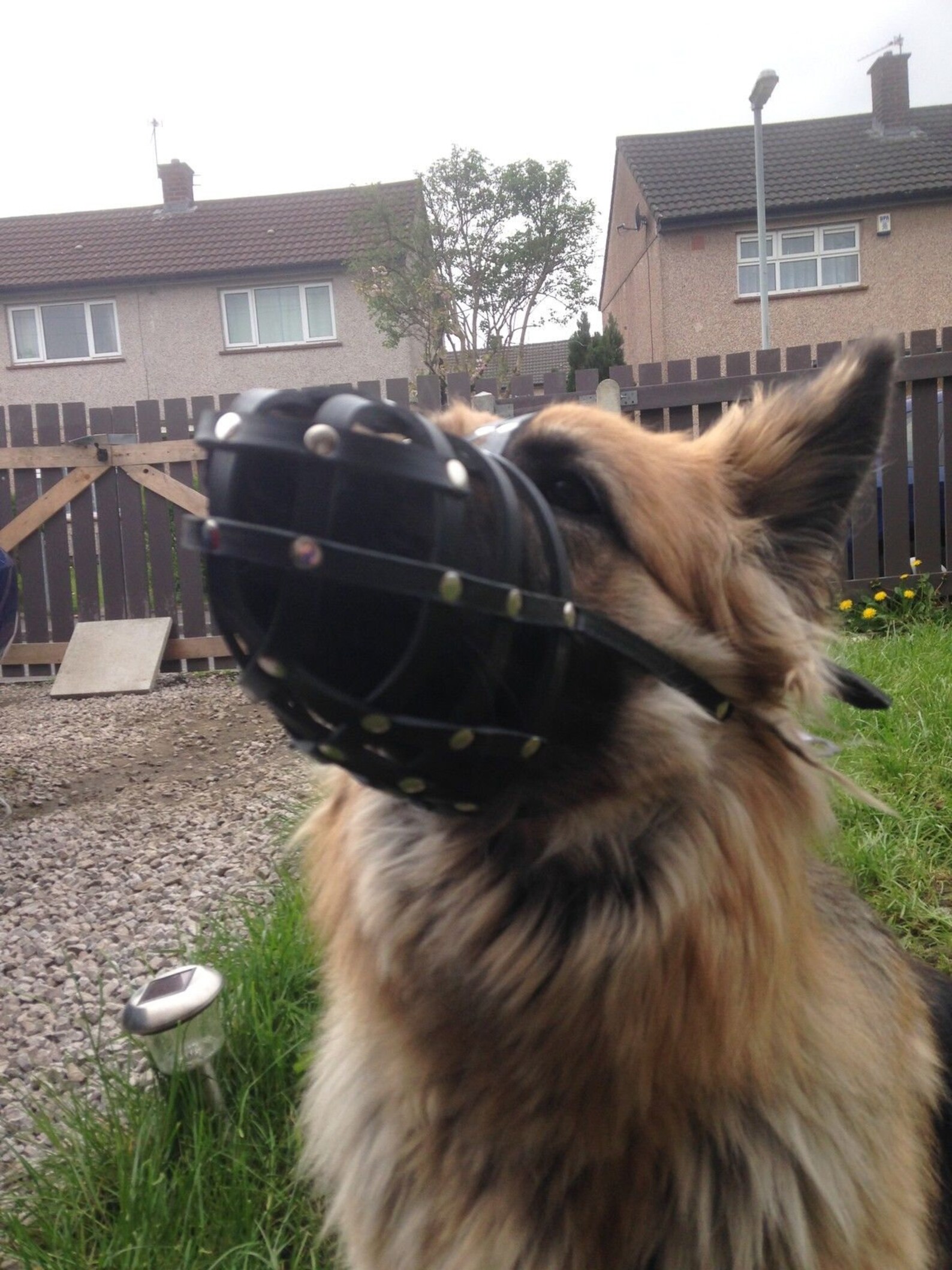 Leather Dog Muzzle German Shepherd and Other Similar Snout | Etsy